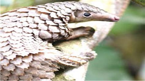 Pangolins Face Extinction As Poachers Defy Official Crackdown