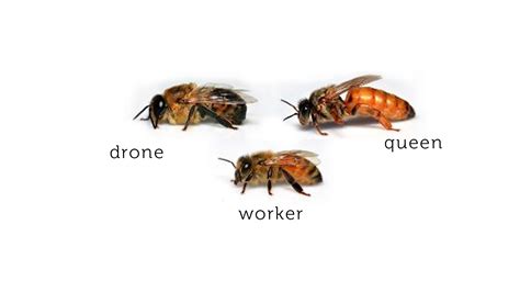 Learn Queenspotting My Tips And Tricks To Finding The Queen Bee