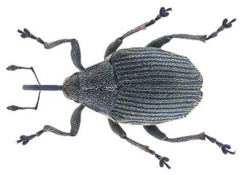 Ceutorhynchus Obstrictus