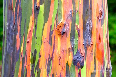 Eucalyptus Trunk Photograph By Debra Orlean Fine Art America