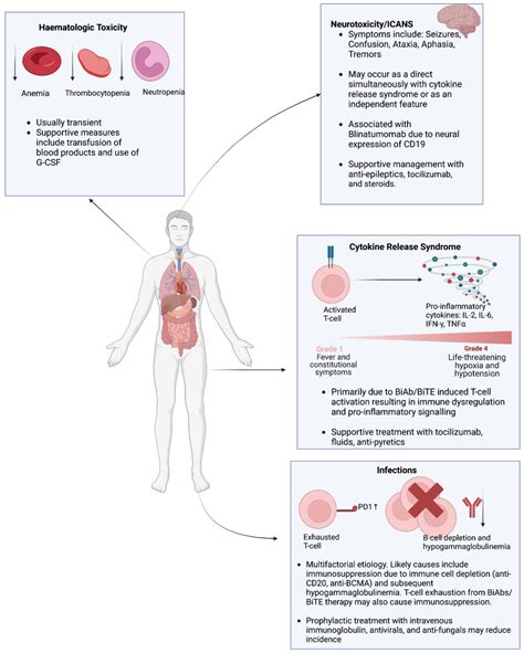 Bispecific Antibodies In Hematological Malignancies A Scoping Review