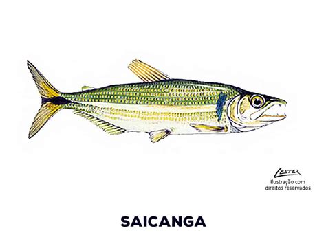 Peixe de água salgada alguns nomes e tipos de peixes do mar