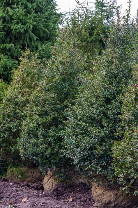 Red Beauty Holly Plant Detectives