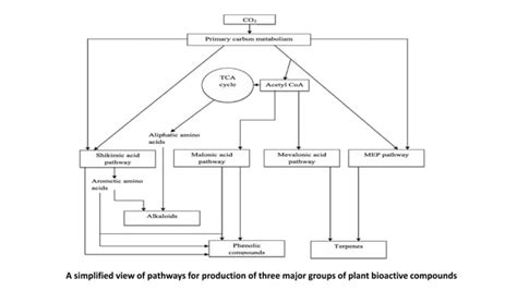 Bioactive Compounds And Extraction Pptx Biological Sciences Science