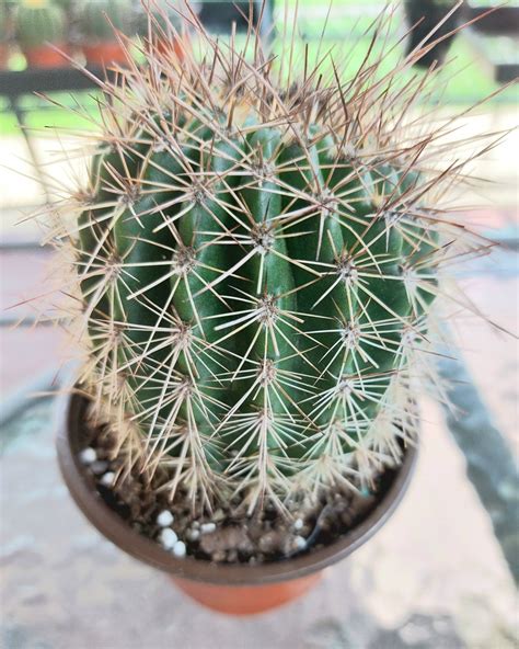 Trichocereus Grandiflorus Hybrid Torch Cactus 4 Etsy