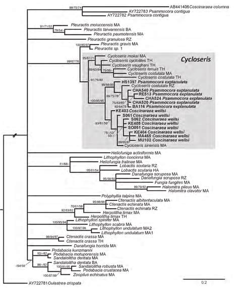 phylogenetic tree based on rdna spanning the entire its1 5 8s its2