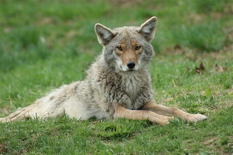 100 Free Coyote And Nature Images Pixabay