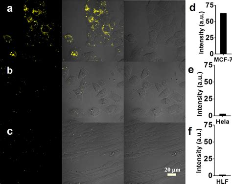 Live Cell Fluorescence Analysis A D Mcf 7 Live Cells In The