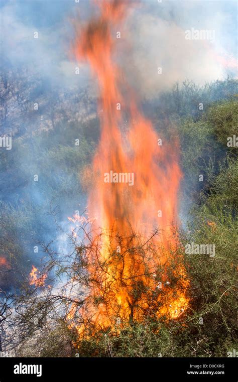 Fire Raging Out Of Control Through The Countryside Near Theletra