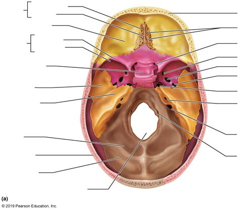 Superior Internal Skull Diagram Quizlet