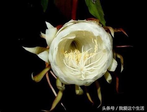 曇花一現只為韋陀的故事，再來看看曇花開謝的過程 每日頭條