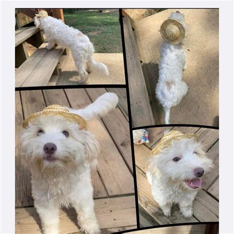 Dog For Adoption Fluff Fulff A Poodle Miniature In Hagerstown Md