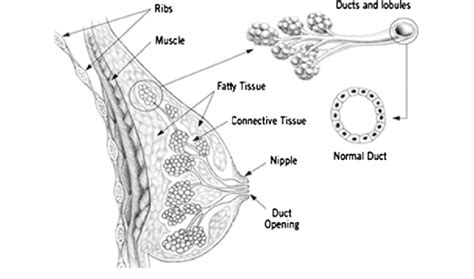 Female Breast Anatomy Diagram Anatomy Of Female Breast Photograph By