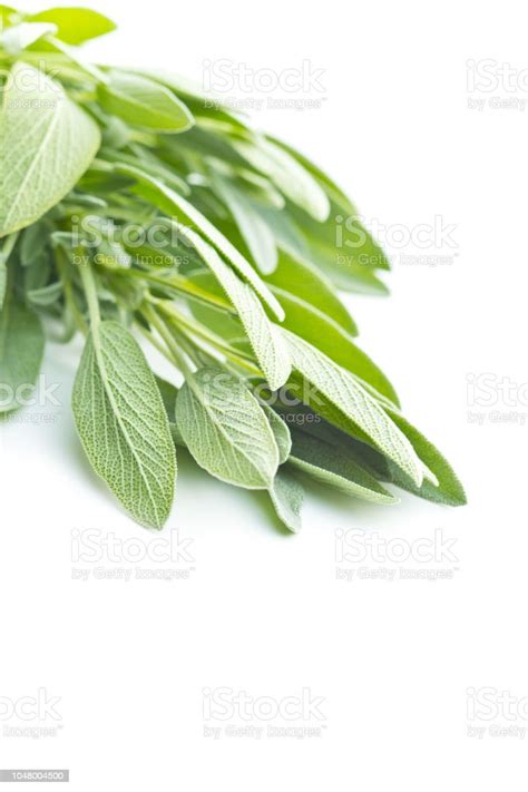 Salvia Officinalis입니다 세이 지 분기 흰색 배경에 고립입니다 정원 세이 지 0명에 대한 스톡 사진 및 기타