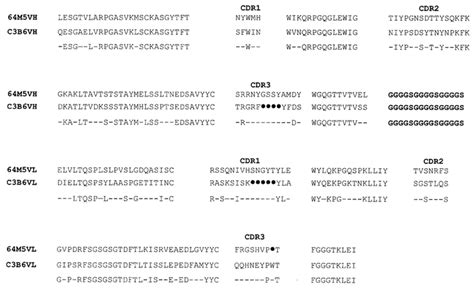 Alignment Of The Amino Acid Sequence Of The Vh And Vl Regions Of The Download Scientific