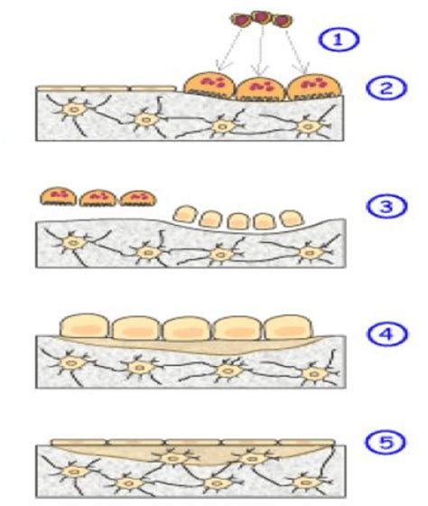 Bone Remodeling Process 13 Download Scientific Diagram