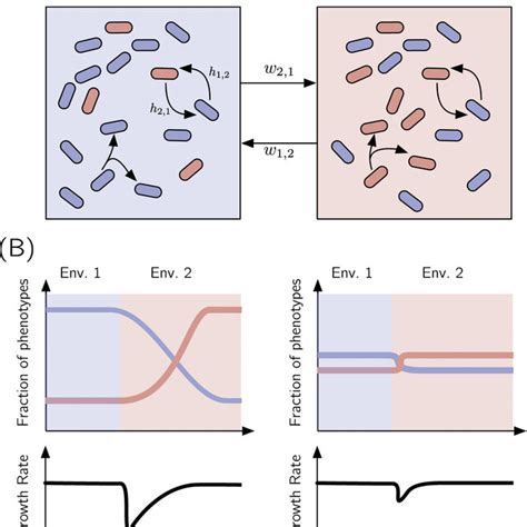 A A Diagram Of The Phenotypic Switching Model With Two Environments