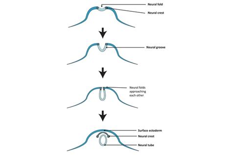 15 Cresta Neural Royalty Free Photos And Stock Images Shutterstock