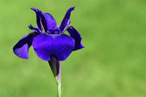Siberian Iris From Our Front Yard R Flowers