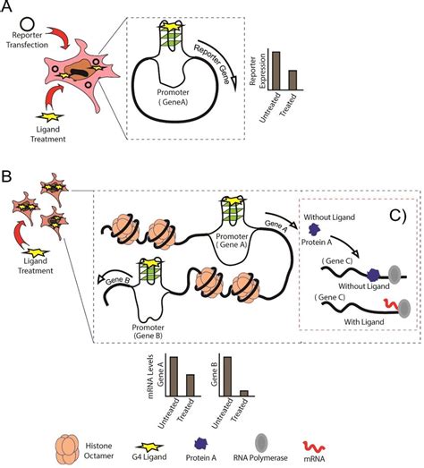 Schematic Showing The Comparison Between Conventional Reporter Assays