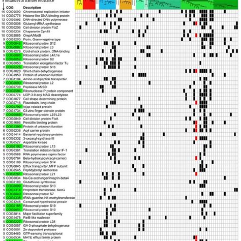 Coverage Plots Created On The Artemis Genome Browser 12 Of A