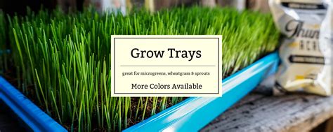 Thunder Acres — Order Natural And Non Gmo Wheatgrass Seeds Straw Oat