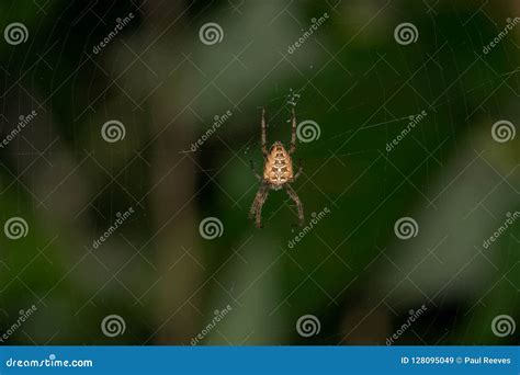 Cross Orbweaver Araneus Diadematus Stock Image Image Of Living Wildlife 128095049