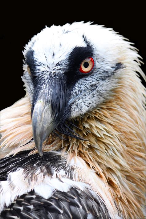 Bearded Vulture By Evey Eyes On Deviantart
