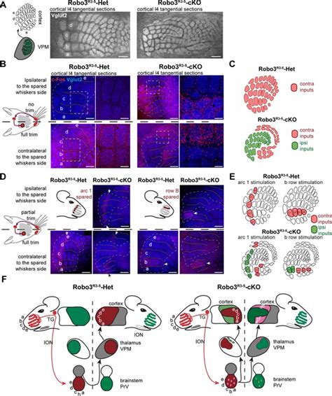 Figures And Data In A Mutant With Bilateral Whisker To Barrel Inputs Unveils Somatosensory