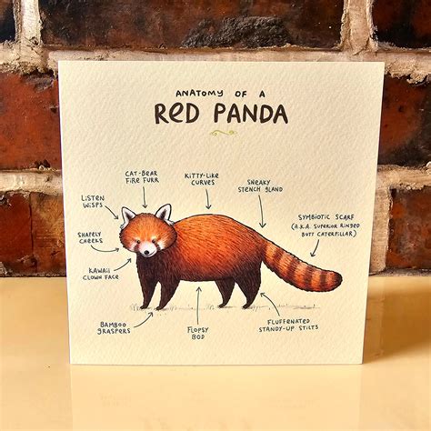 Anatomy Of A Red Panda Card Etsy