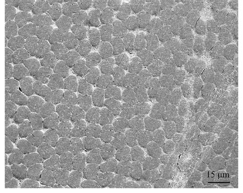 Scanning Electron Micrographs Of The Cross Section Of An Untested