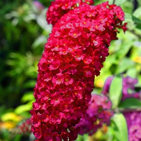 Buddleia Davidii Royal Red Shrub Cm Red Shrubs Buddleja Davidii Buddleia Plant