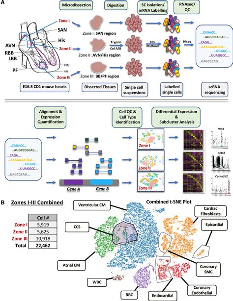 Transcriptomic Profiling Of The Developing Cardiac Conduction System At Single Cell Resolution