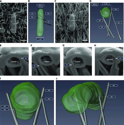 3d Fib Sem Reconstruction Of E Coli Impedance On To Ns Long Surfaces