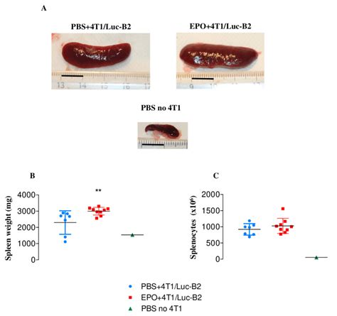 14 Ex Vivo Analysis Of Spleen At Day28 Mice Were Sacrificed And