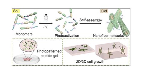 A Facile And Versatile Approach To Construct Photoactivated Peptide Hydrogels By Regulating
