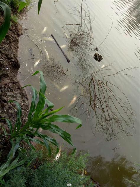 聊城陽穀一魚池上萬淡水魚死亡 疑被下毒 每日頭條