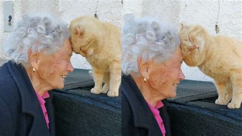 Une Femme âgée Retrouve Son Chat Quatre Ans Plus Tard Des