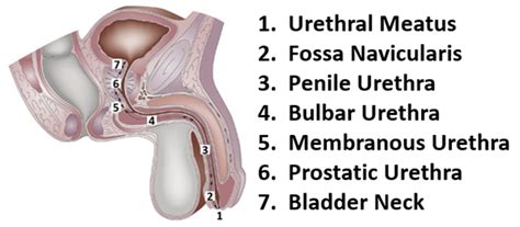 Regions Of The Urethra