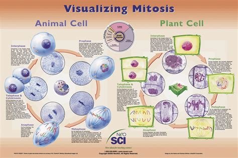 Poster Visualizing Mitosis Laminated Edulab