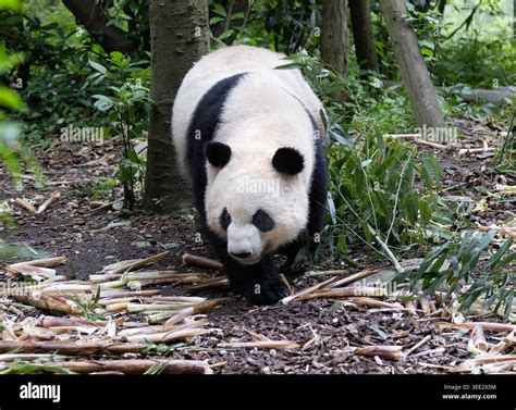 Giant Pandas Display Adorable Behaviors At The Panda Valley In