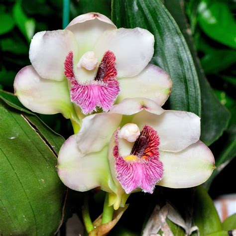 愛花人集合 哈里森角莖蘭Bifrenaria harrisoniae