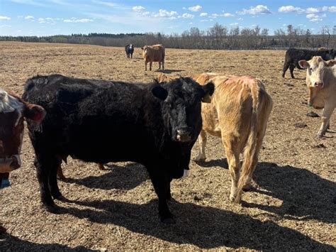 Todd Sanders 40 Cow Calf Pairs Shell Lake Sk Team Auction Sales