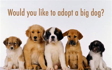 🐩 Which Dog Breed Should You Adopt 🐕