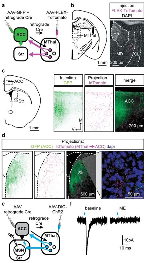 Individual Mediodorsal Thalamic Neurons Project To Both The Dms And Acc 239 Download