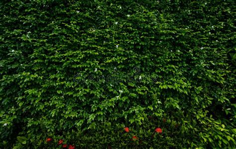 Small Green Leaves In Hedge Wall Texture Background Closeup Green