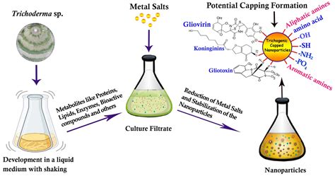 Nanomaterials Free Full Text The Potential Of Trichoderma Mediated