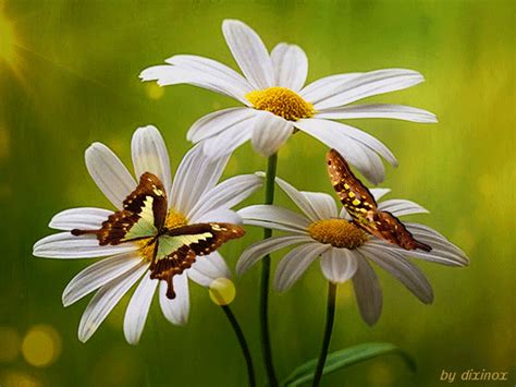 Animated Flower Daisy Flower Nature Flowers Butterfly Animated 