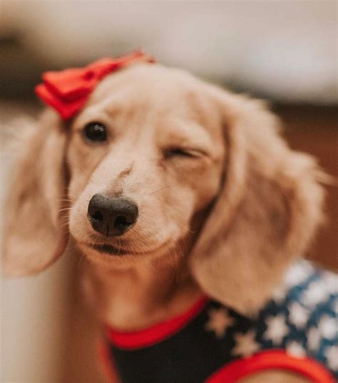 Top Funny Moments Showing That Dachshunds Are The Cutest Dogs Artofit