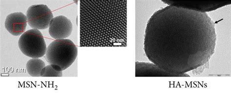 A Synthesis Of HA MSNs B Morphology Of MSN NH2 And HA MSNs